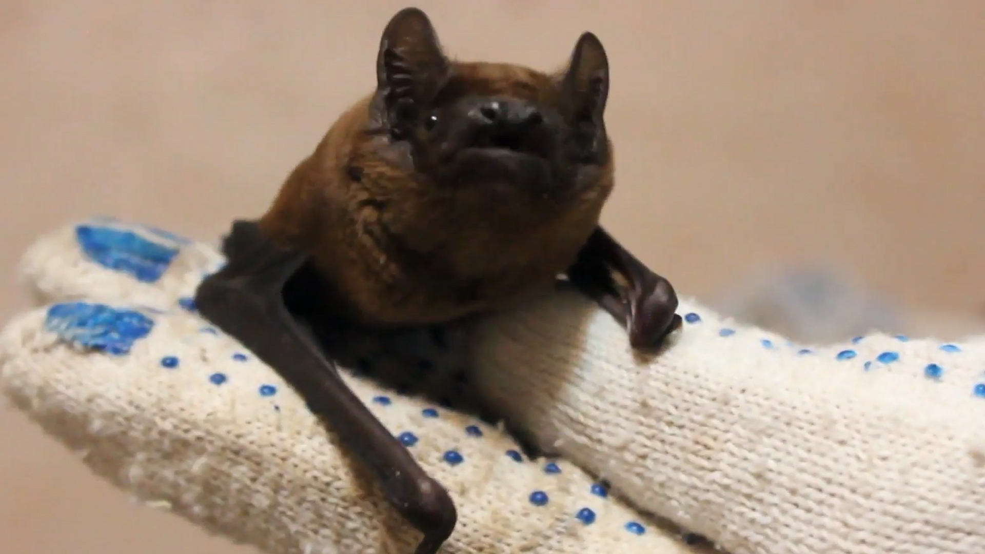 Ona je kraljica slepih miševa - Telegraf.tv