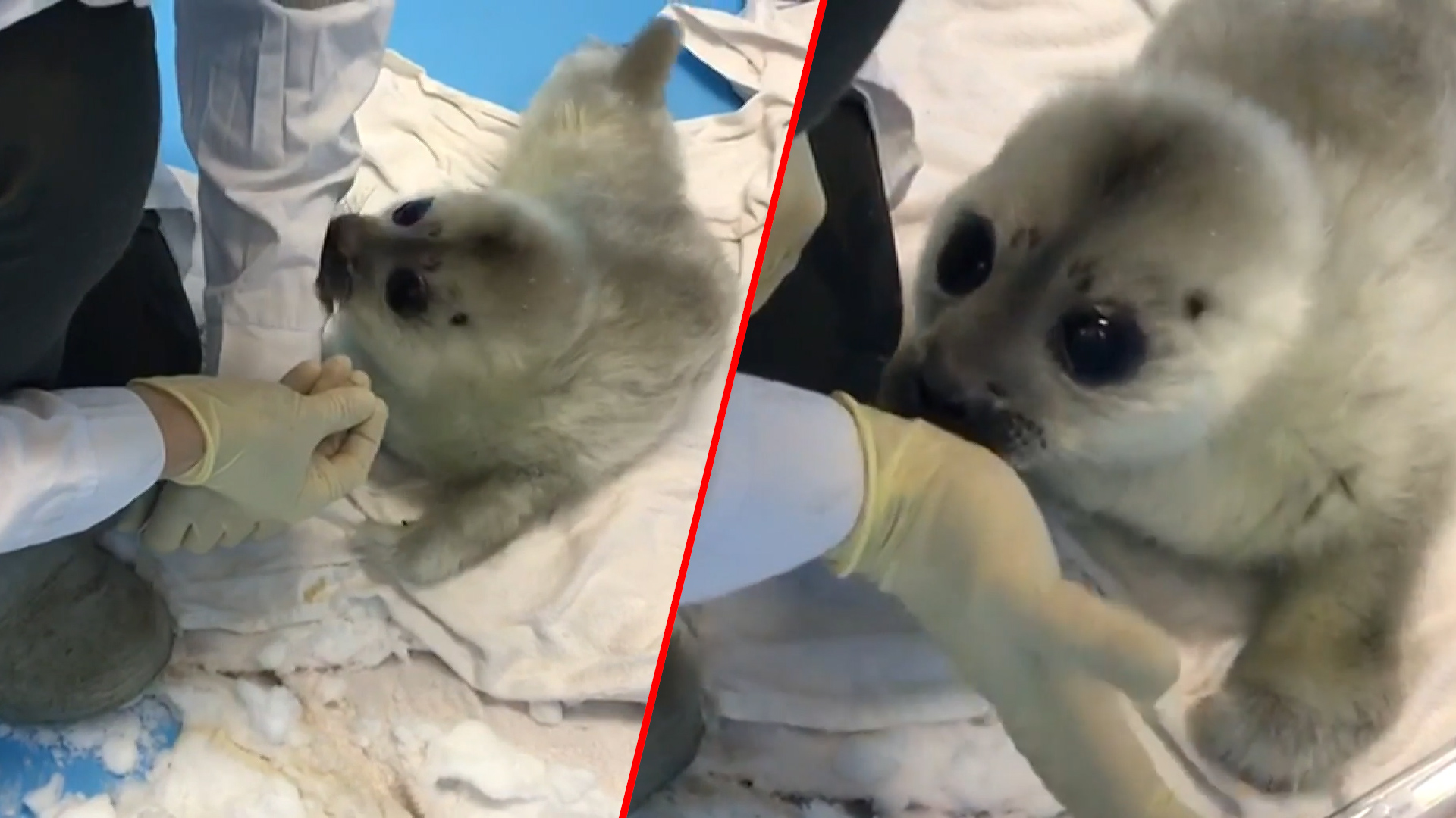 Izgladnela beba foka stara tri dana uspešno zbrinuta nakon što se ...