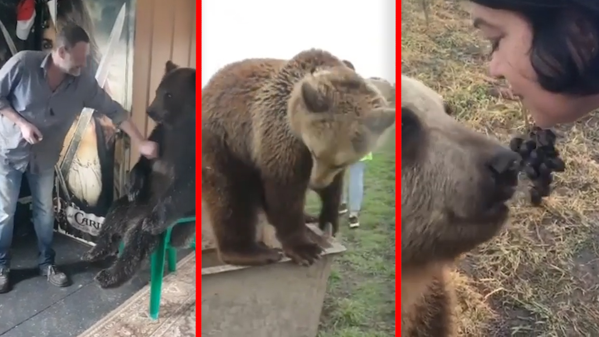 Ovo je najpitomiji meda na svetu: Zove se Vasilij i ima "samo" 500 ...