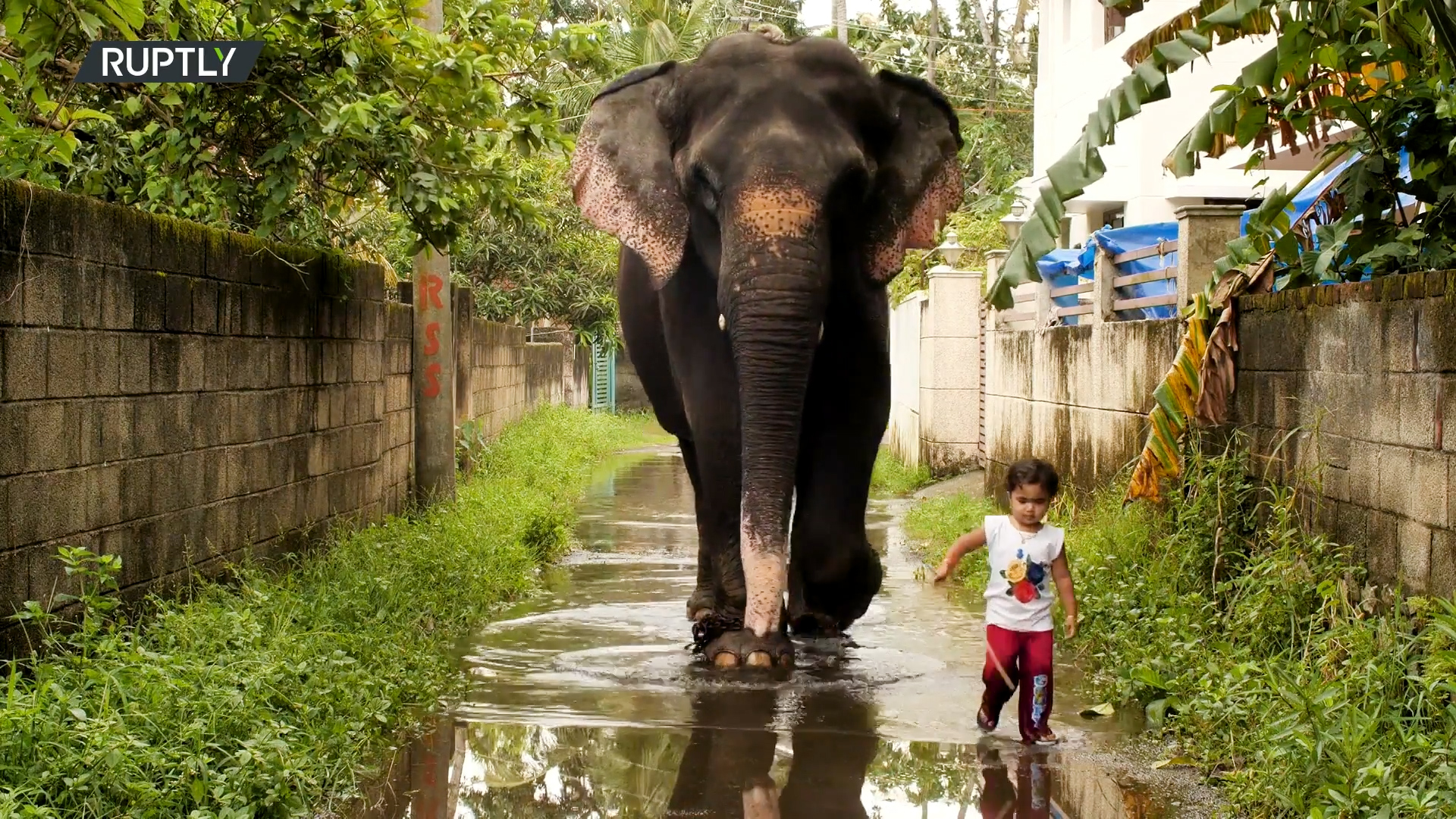 Slonica i devojčica : Razlika od 33 godine i skoro 3,5 tone je za njih ...