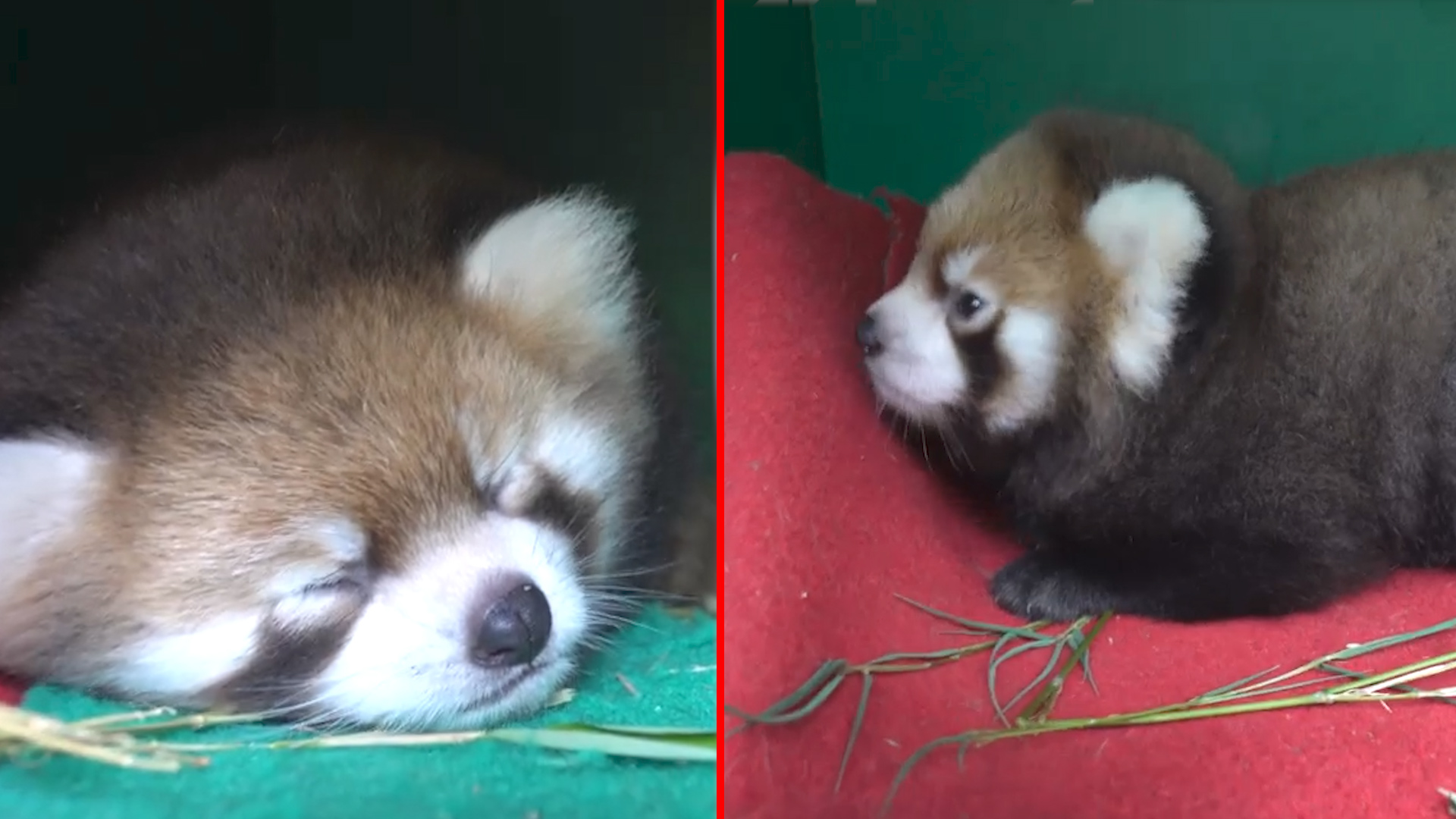Ženka crvene pande rodila najslađe mladunče - Telegraf.tv