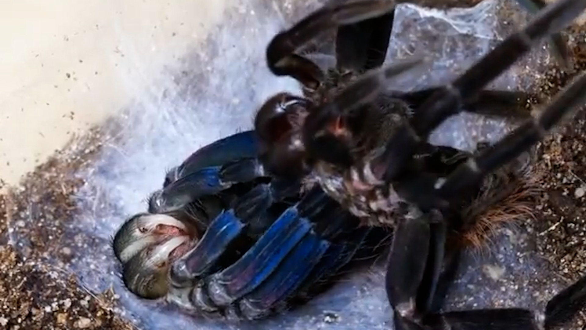 Jeziv prizor: Džinovska tarantula izlazi iz svog starog tela - Telegraf.tv