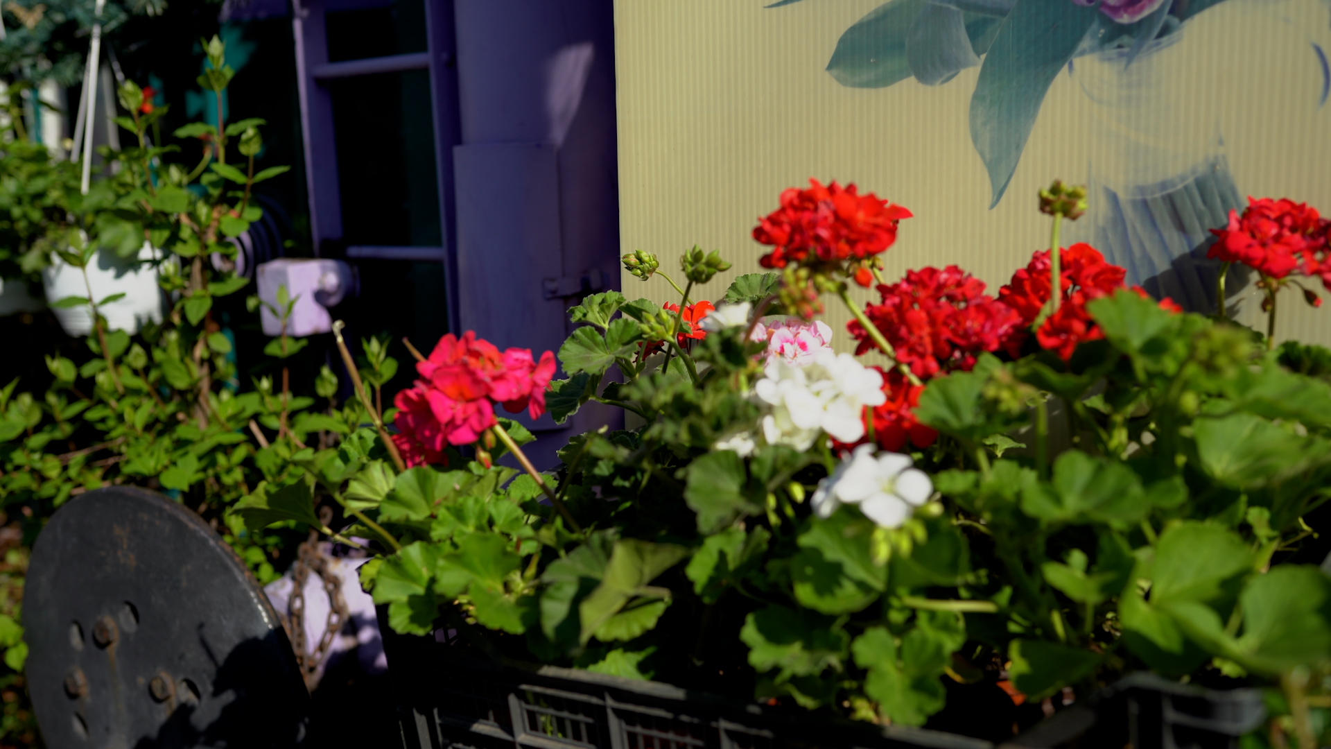 Muškatle su kraljice cveća: Ne zahtevaju puno nege, uspevaju na skoro ...