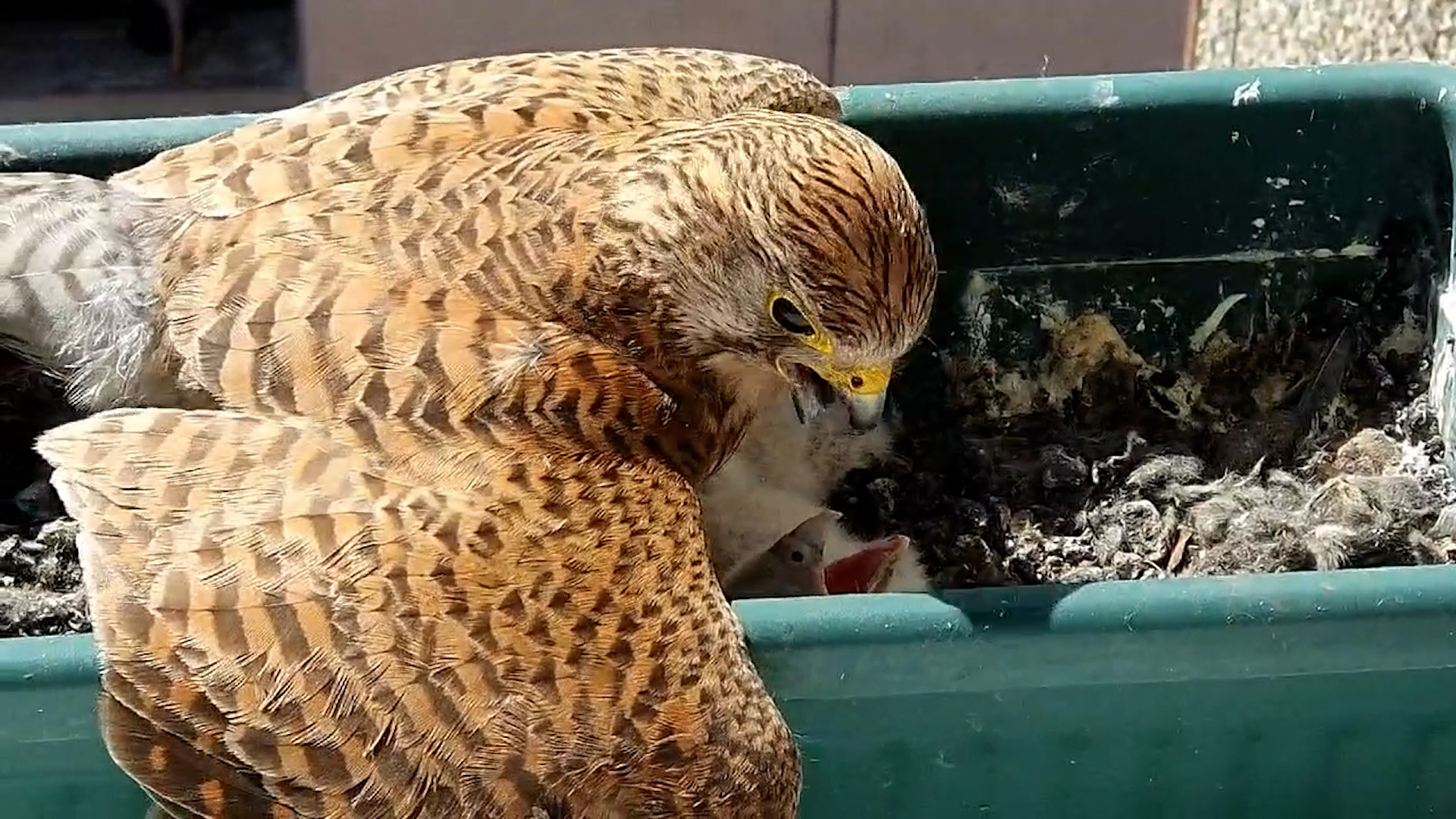 Gorana na svom prozoru ima preslatku šestočlanu porodicu: Od svih ova ...