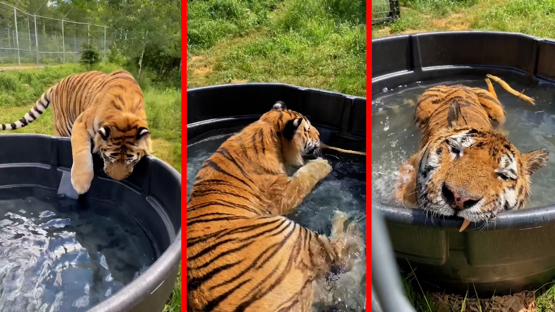 Tigar se prvi put bućnuo pa nije mogao da sakrije oduševljenje: A šta ...
