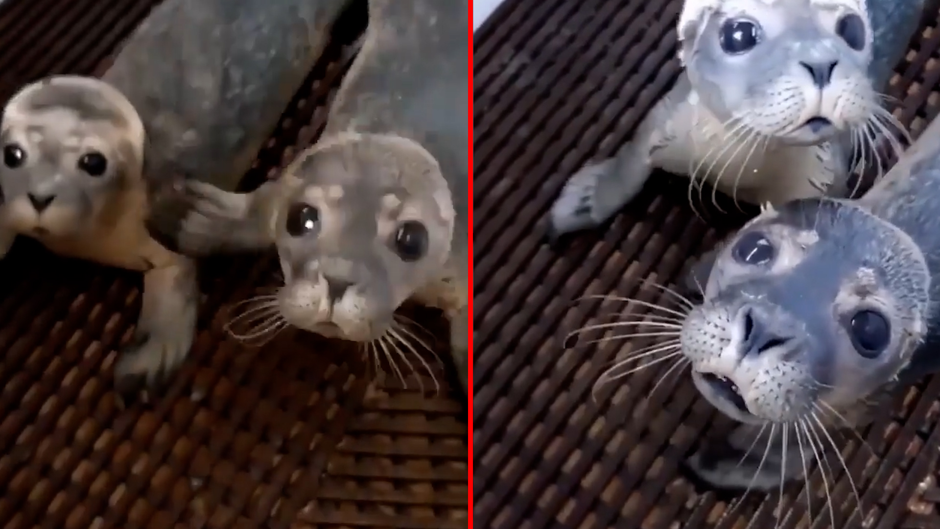 Istopićete se: Male foke su ubedljivo najlepši prizor dana - Telegraf.tv