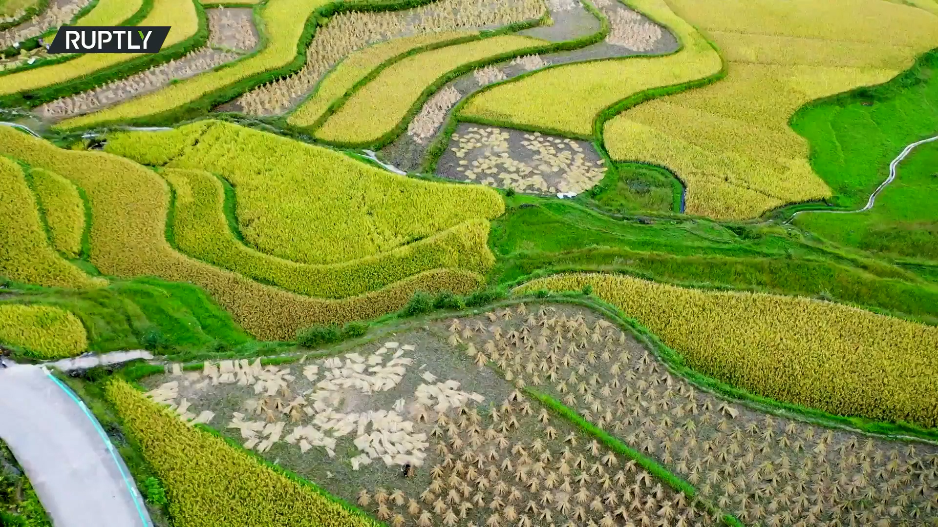 Pirinčana polja zlatom obojena, ručno se beru već vekovima: Pogledajte ...