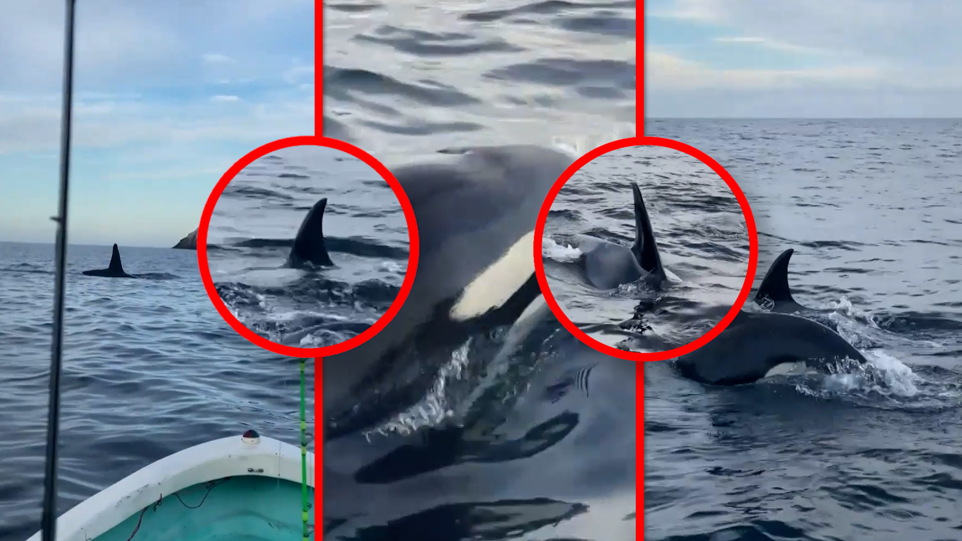 Kitovi ubice "saterale" brod: U trenutku ribari nisu znali da li su ...