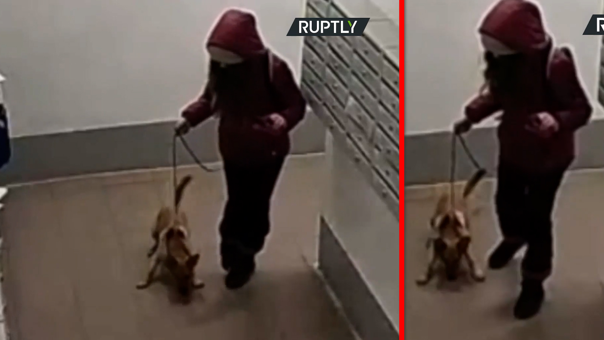 Tinejdžerka monstrum: Skuplja pse sa sajtova za udomljavanje pa ih baca ...