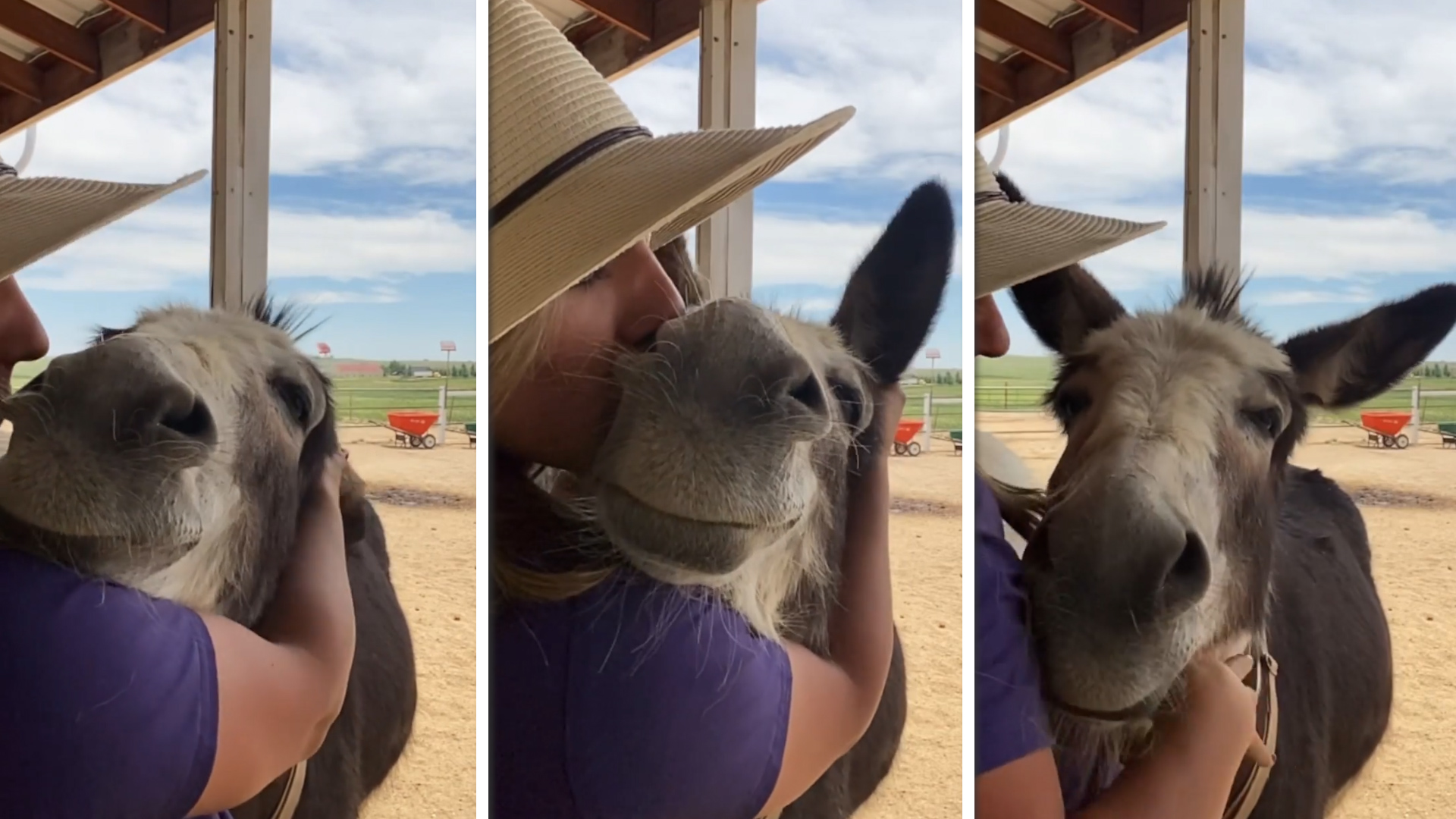 Zadremalo u naručju vlasnice dok ga je ona češkala: Kada magare voli ...