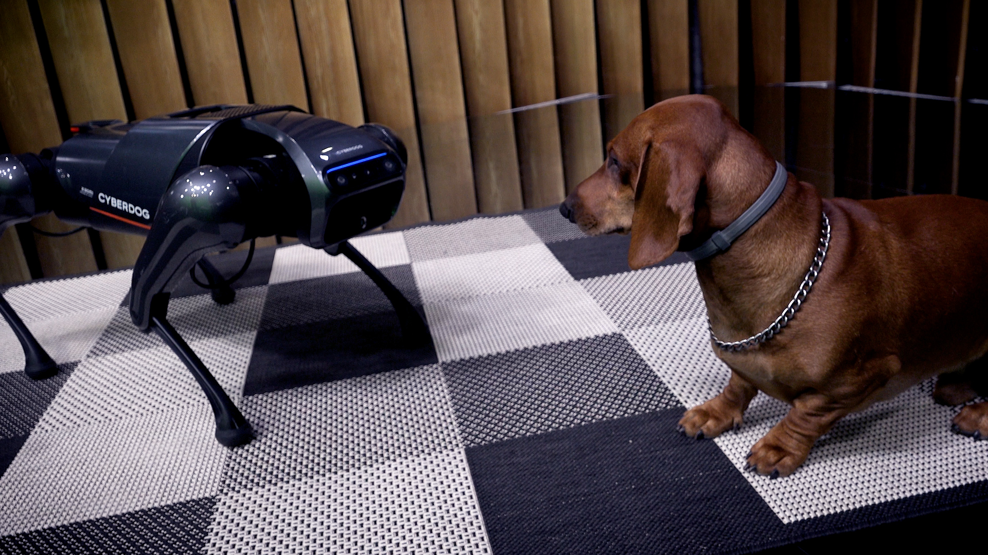 Robo pas uterao strah u kosti pravom kuci: "Okršaj" prirode i čuda ...