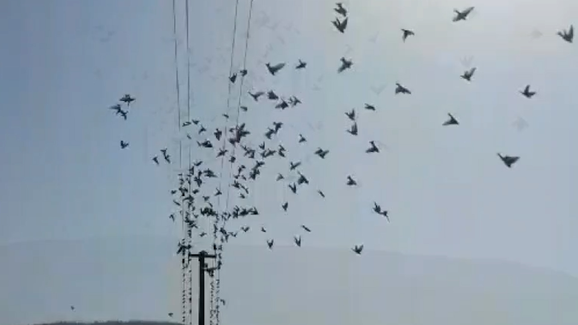 Ptice koje donose sreću i berićet u svaku kuću: Jelenko sa Golije ima ...