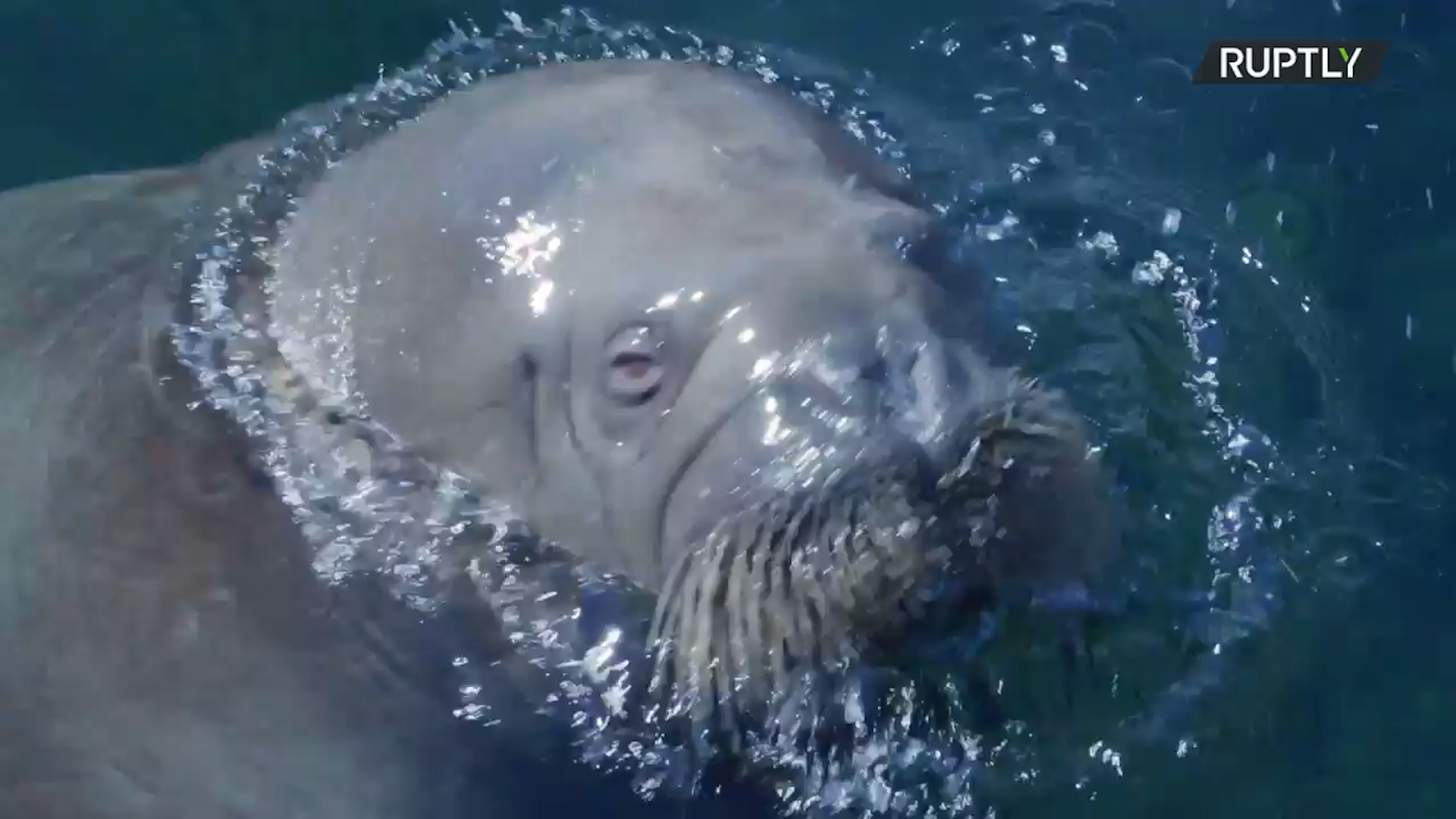 Ženka morža teška 600 kilograma bila opasna za ljude, volela da se ...