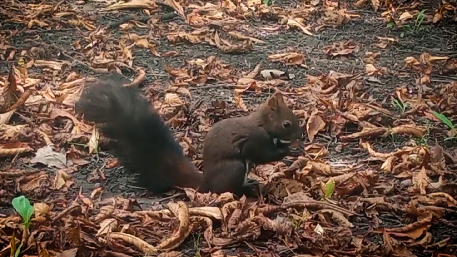 Pokazala nam je kako sakuplja lešnike za zimu na Kališu: Veverica ...