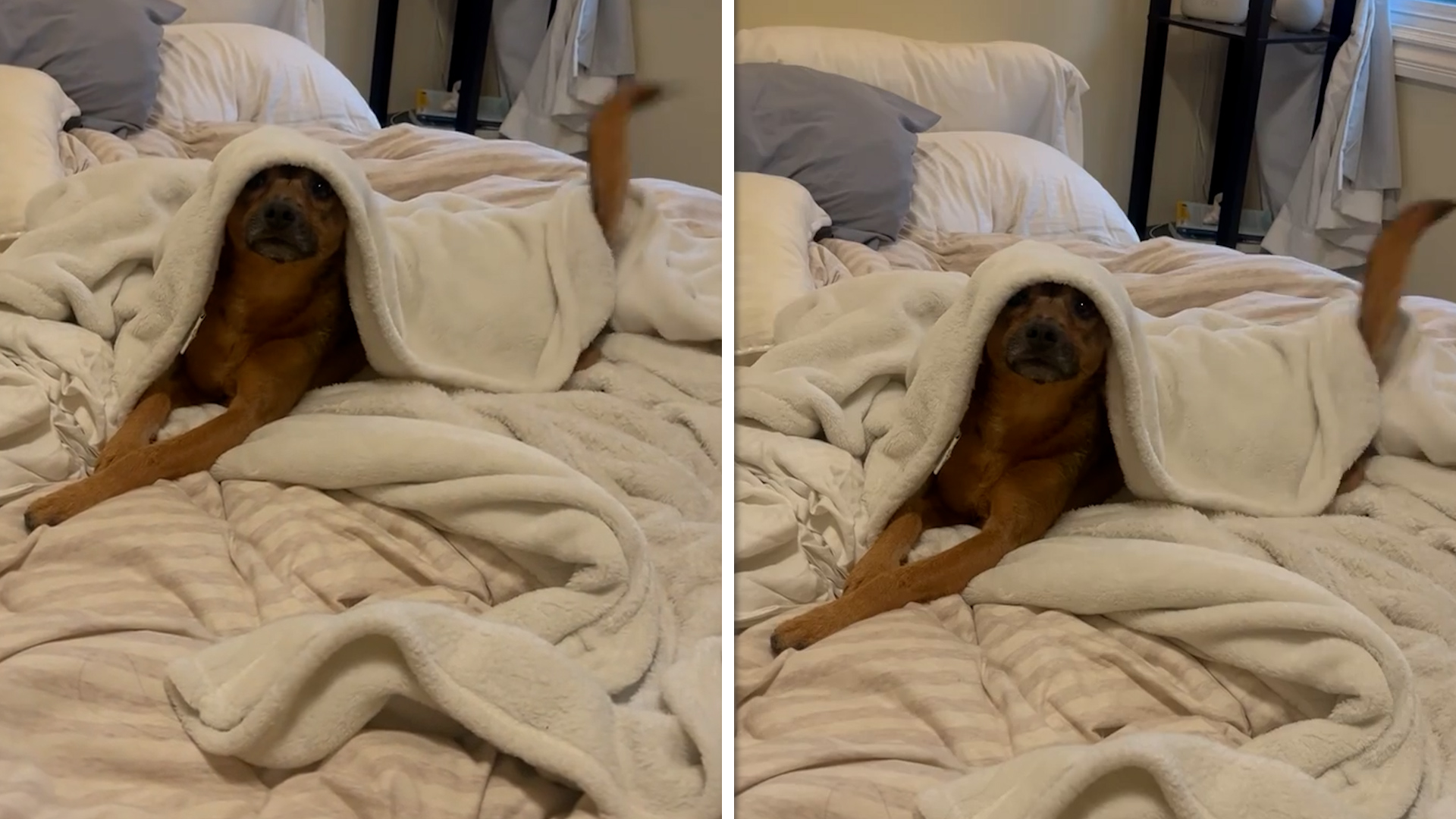 Pas koji obožava da širi sreću i ljubav: Najslađi i najveći vrtirep na ...