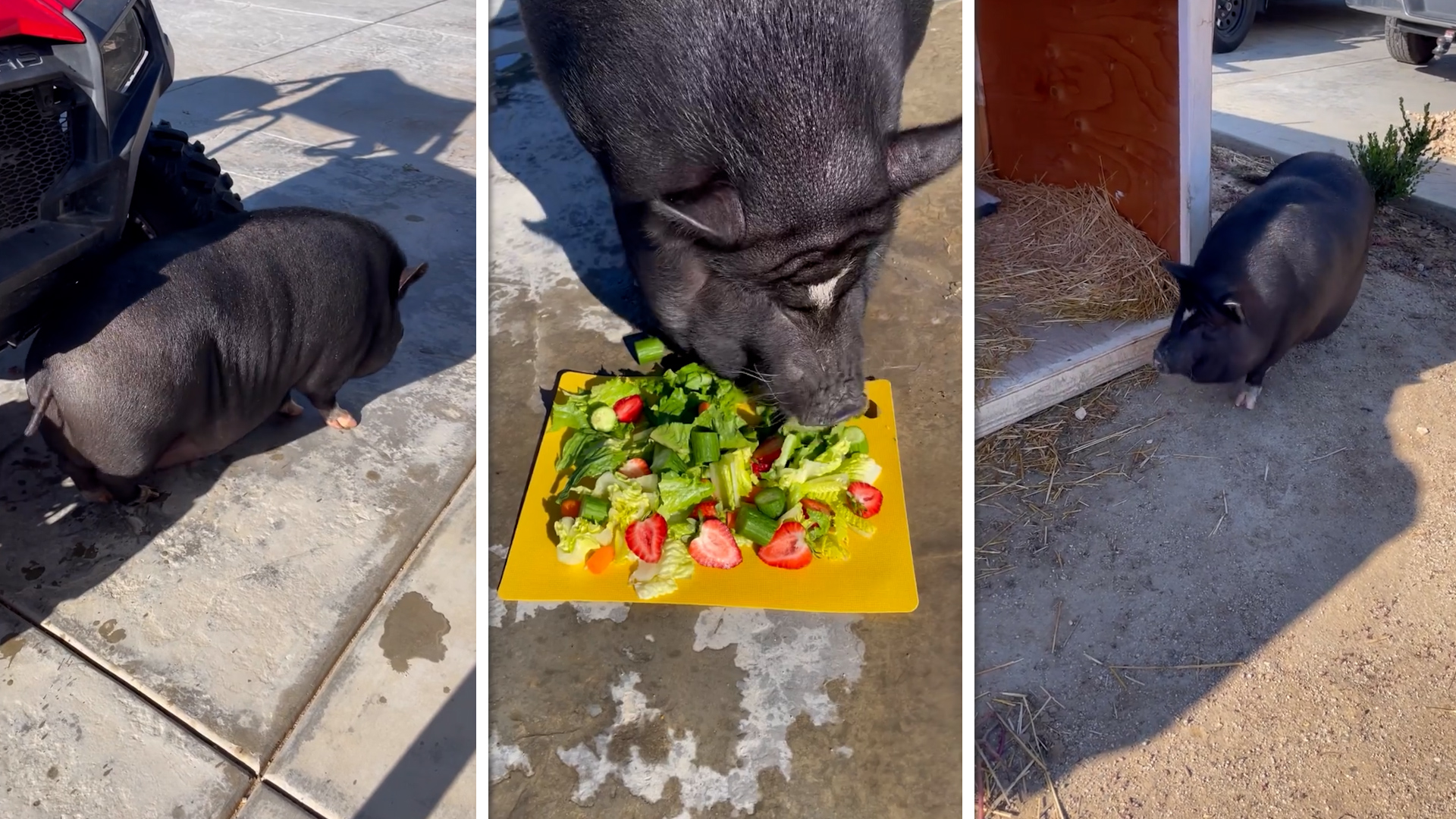 Krmača Klaudija živi kao Bog: Pola prasica, pola kraljica - Telegraf.tv