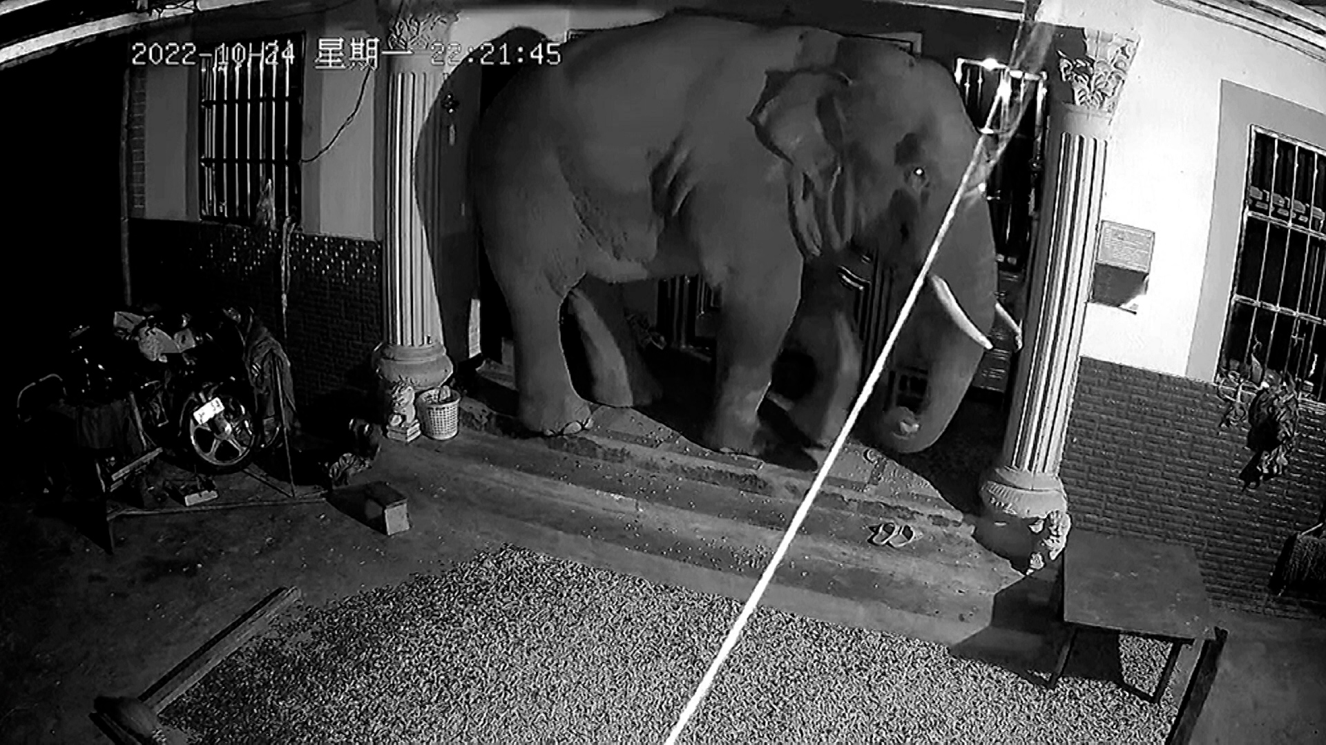 Slon kao razbojnik: Upao u selo i pokušao da razvali vrata na kući - Telegraf.tv