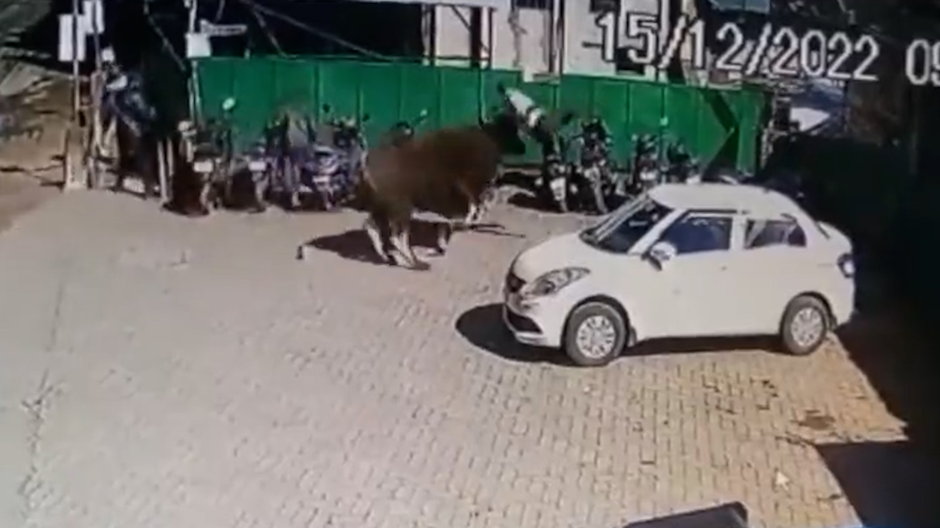 "Luda" krava nasrnula na ljude nasred ulice, jednog nabila na rogove i ...