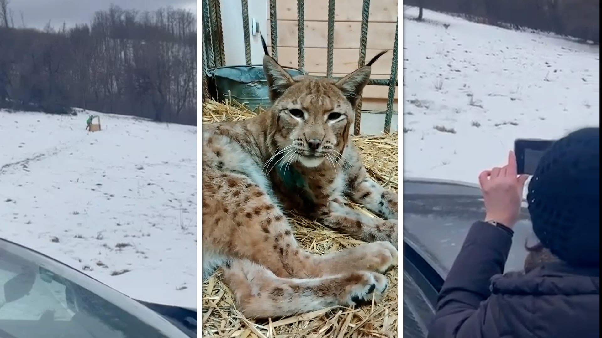 Ris Rista, koji je povređen na magistrali, se oporavio i vraćen je u ...