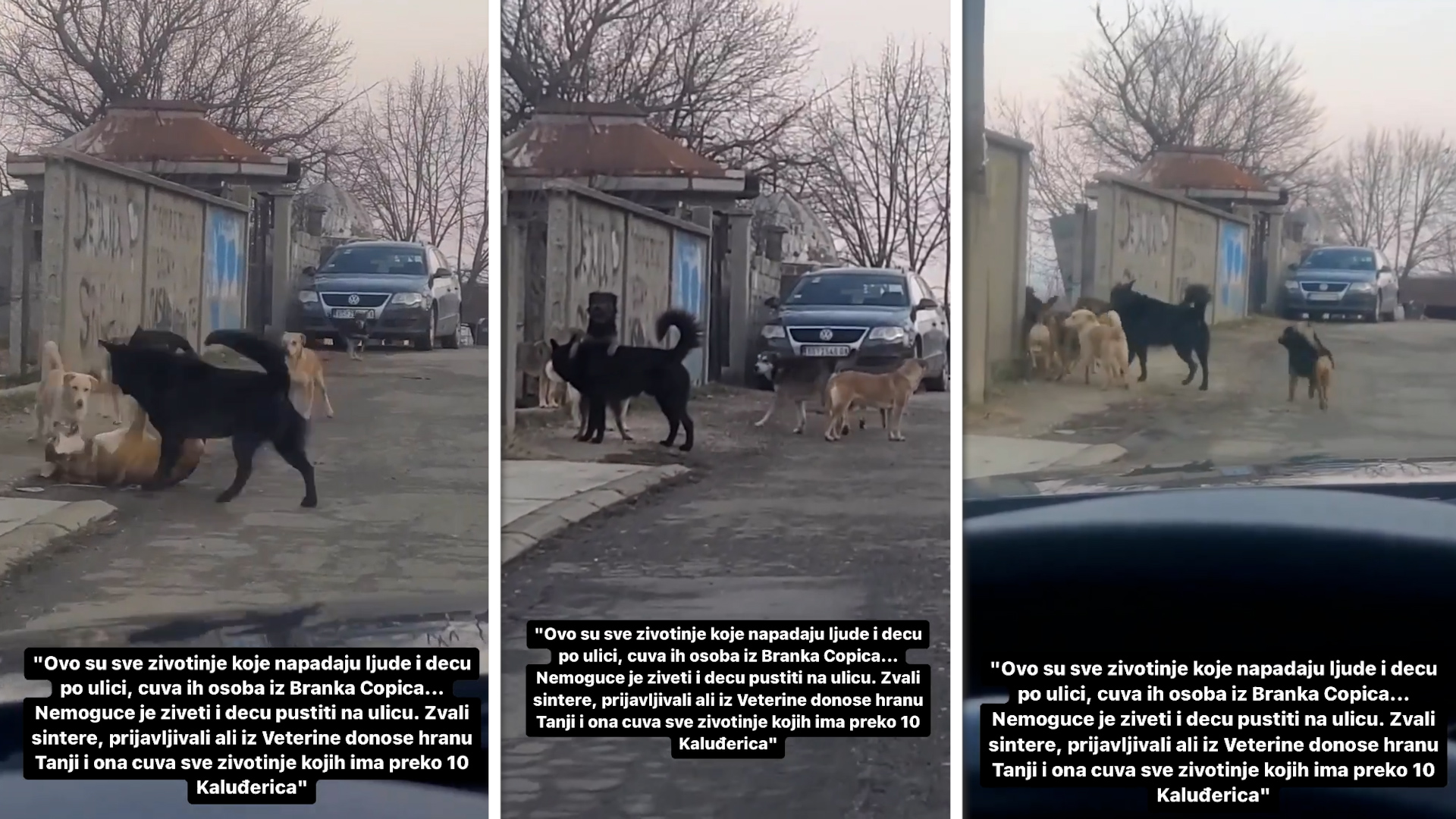 Čopor opasnih pasa napada ljude u Kaluđerici: Snimak sa lica mesta ...