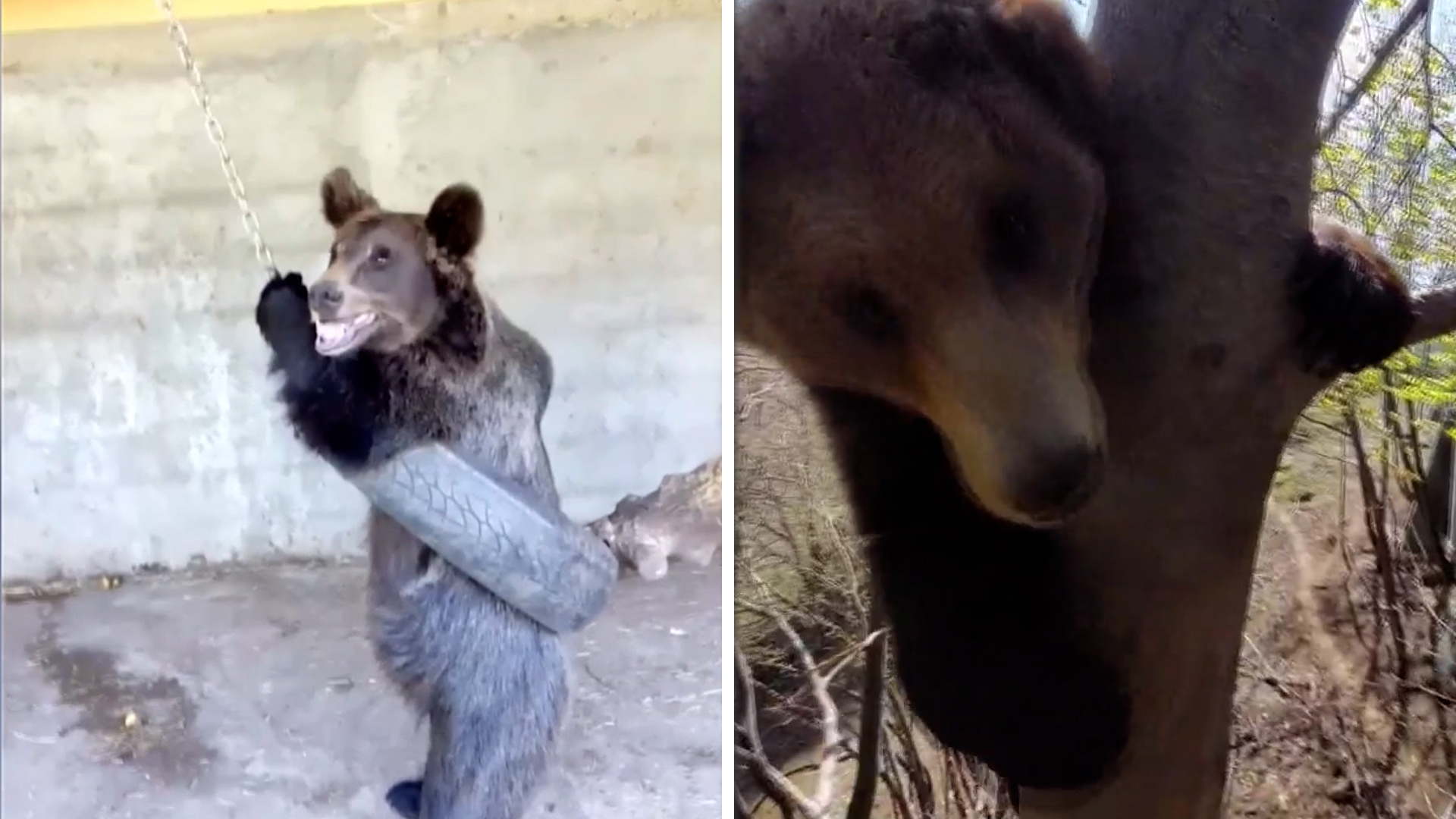 Neverovatan prizor sa Ozrena, one su najpitomije i najumiljatije ...