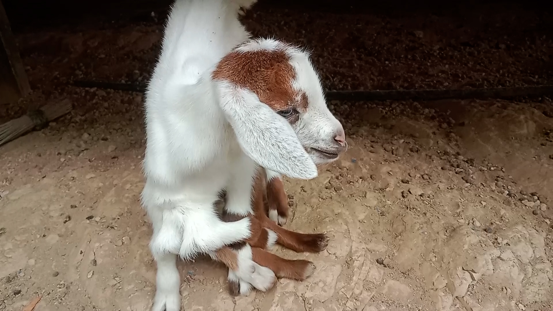 Jare Maja vlasnici smatraju čudom: Rođena "pauk" koza sa osam nogu ...