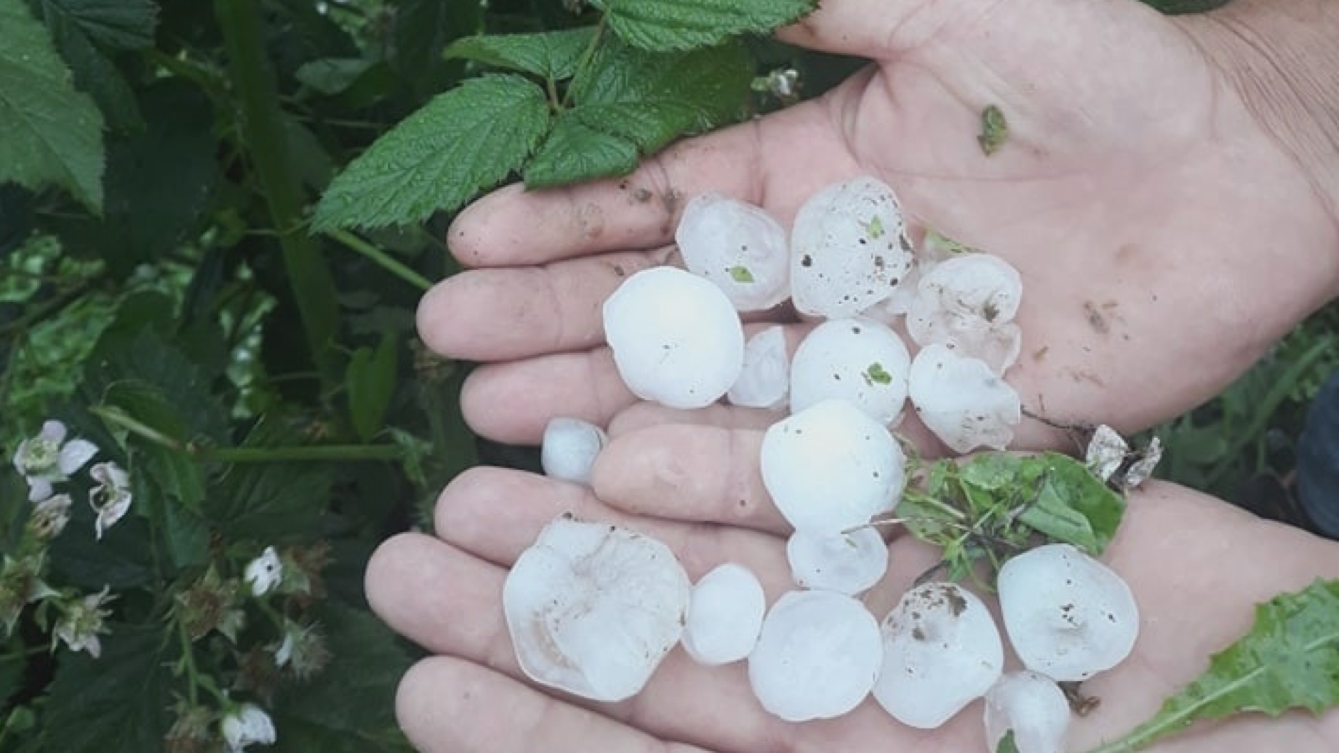 Krupan grad opustošio malinjake, voda se izlila: Snimak kataklizme u ...