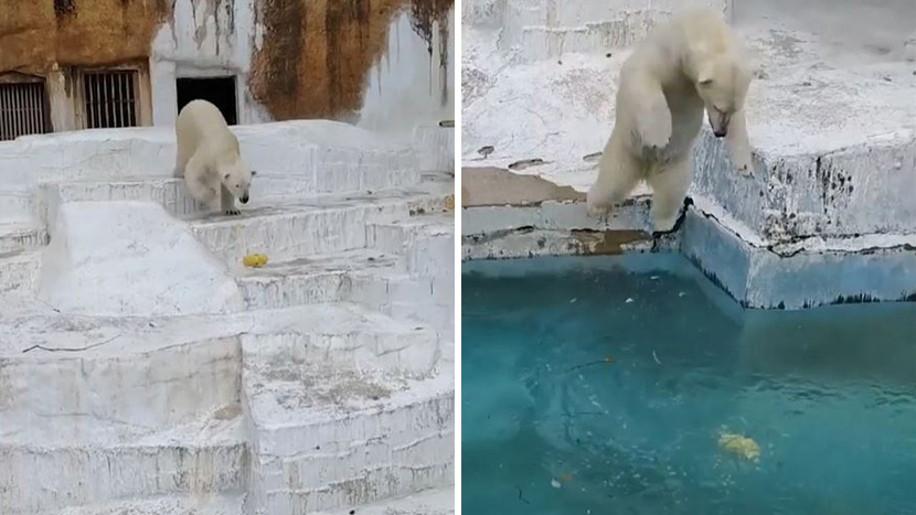Igra se i danju i noću, a bez nje ne može da zaspi: Meda se ne odvaja ...