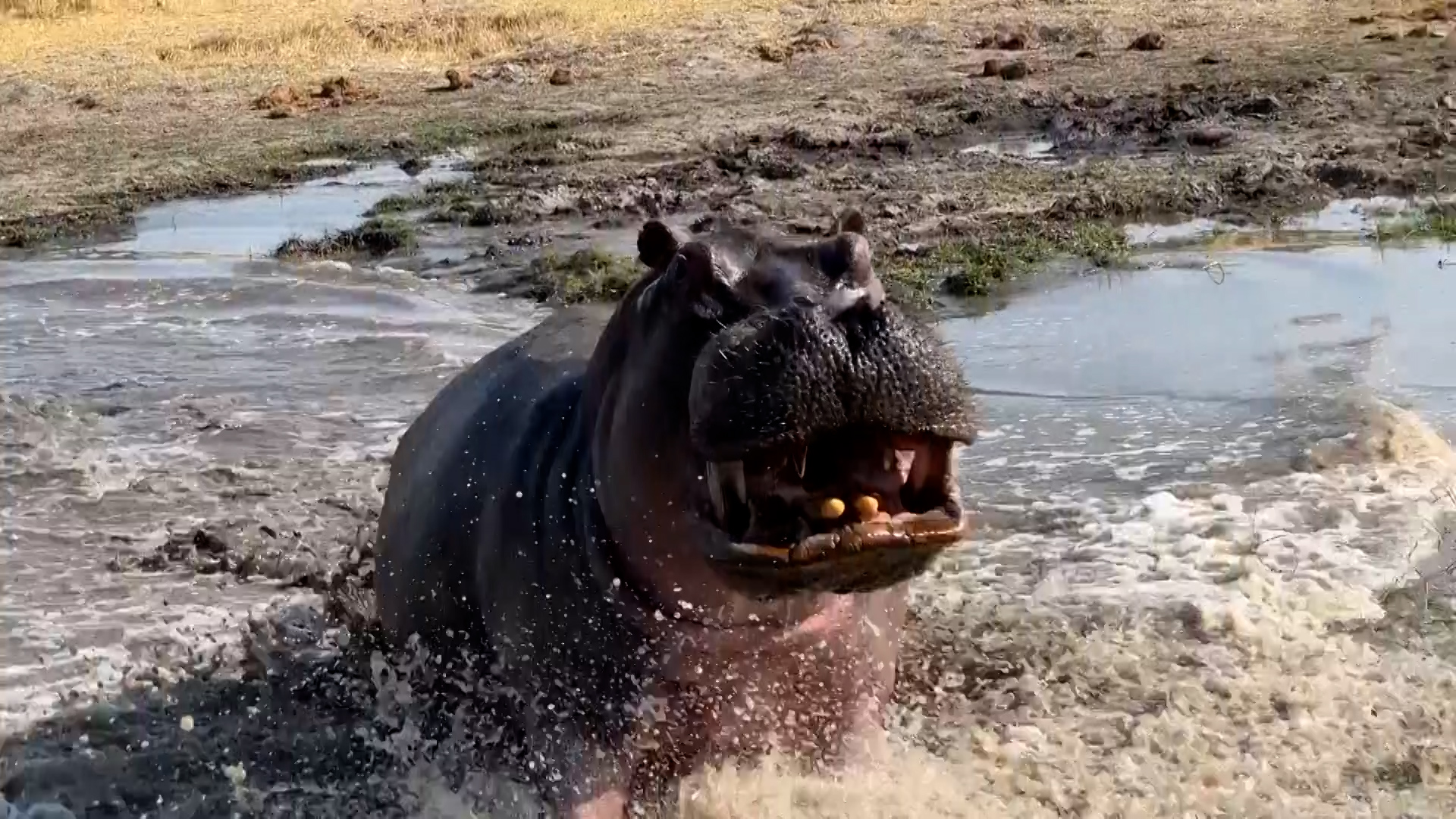 Snimali su nilskog konja kako se kupa, a onda je krenuo na njih ...