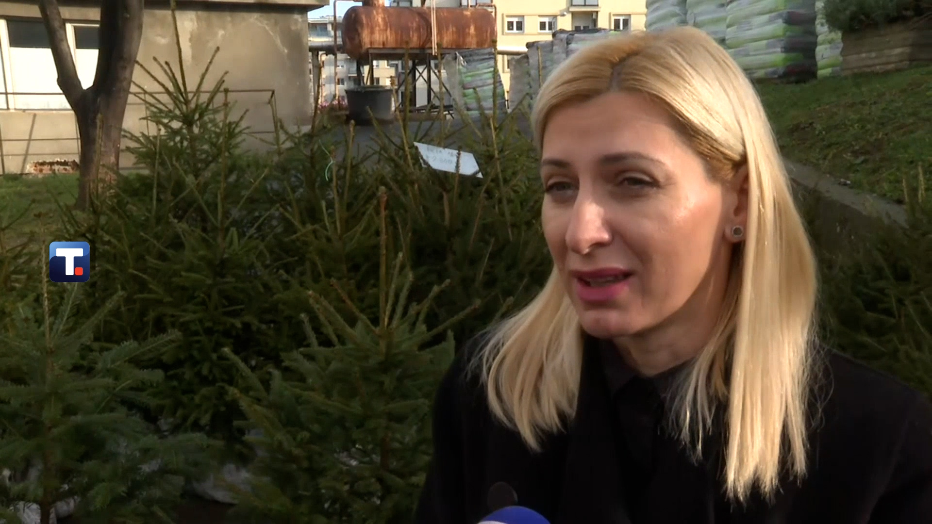 Kupovinom jelke sa busenom produžavamo vek mladim četinarima - Telegraf.tv