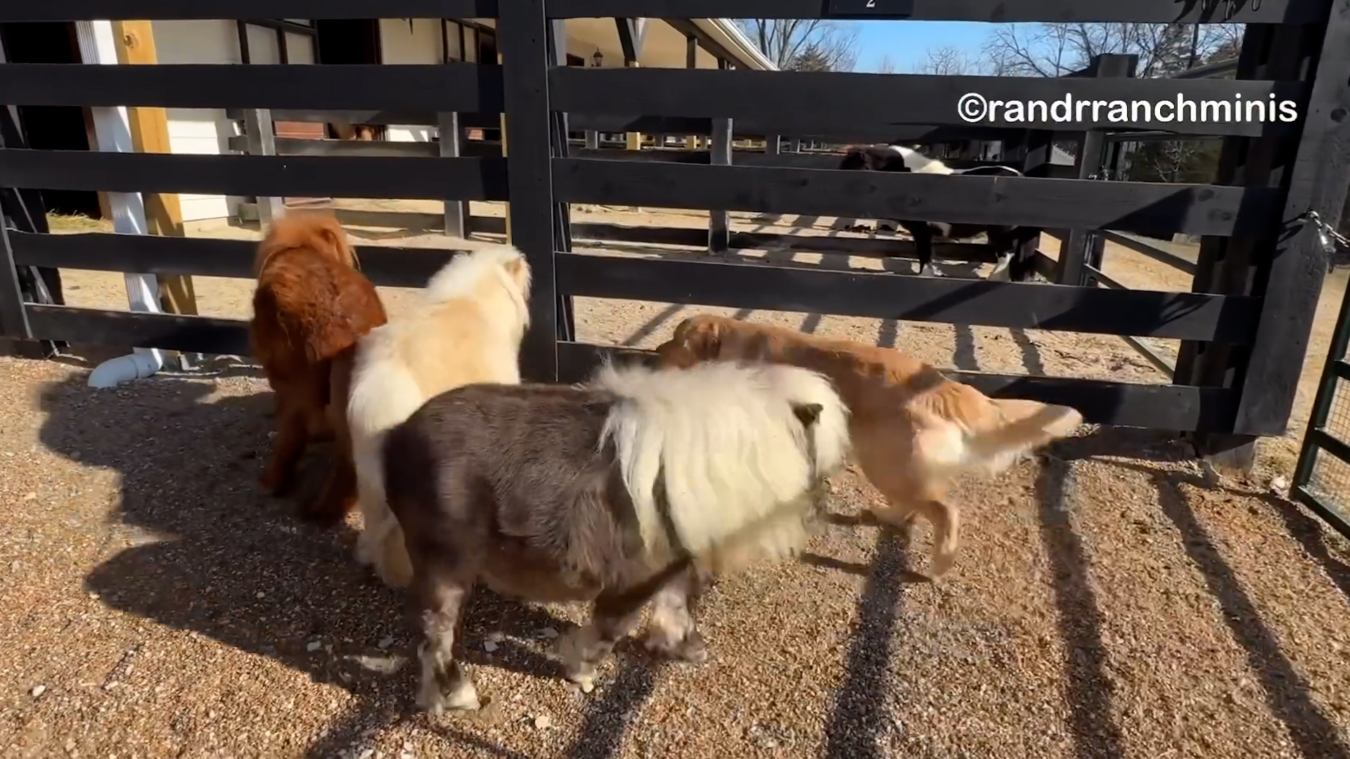 Ovo je farma iz snova: Minijaturni konji nemaju više od 95 centimera a ...