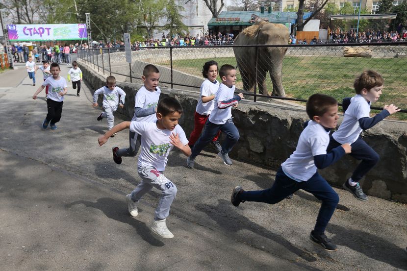 Najavljen Dečiji beogradski maraton u ZOO vrtu - Telegraf.tv