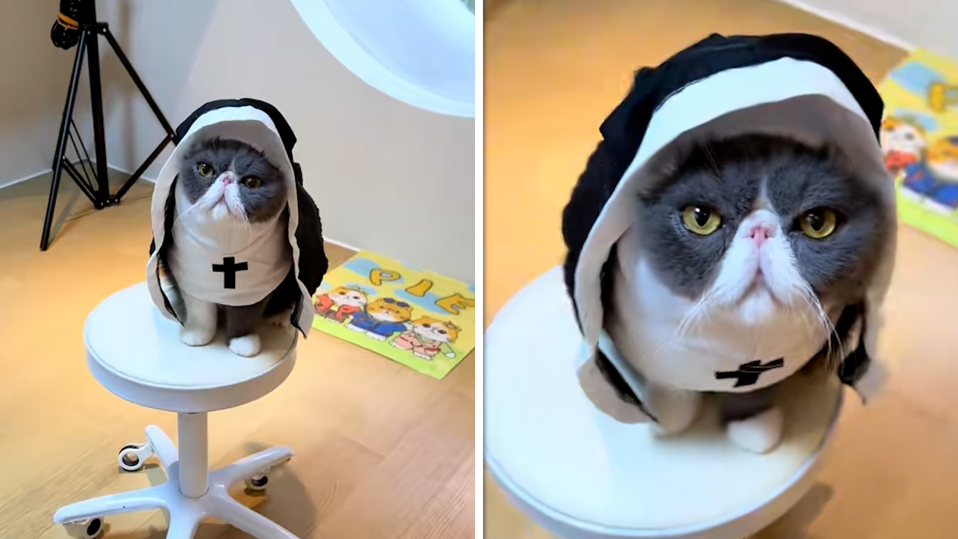 Redovno posti i oblači se kao časna sestra: Ova mačka je prava opatica ...