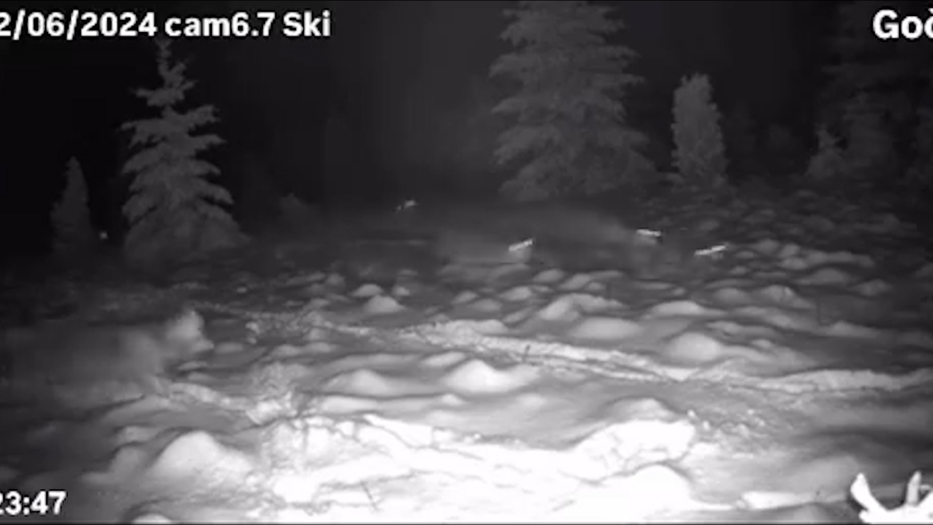 Snimak vukova i zavijanja čopora na Goču: Kao iz najezivijih scena u ...