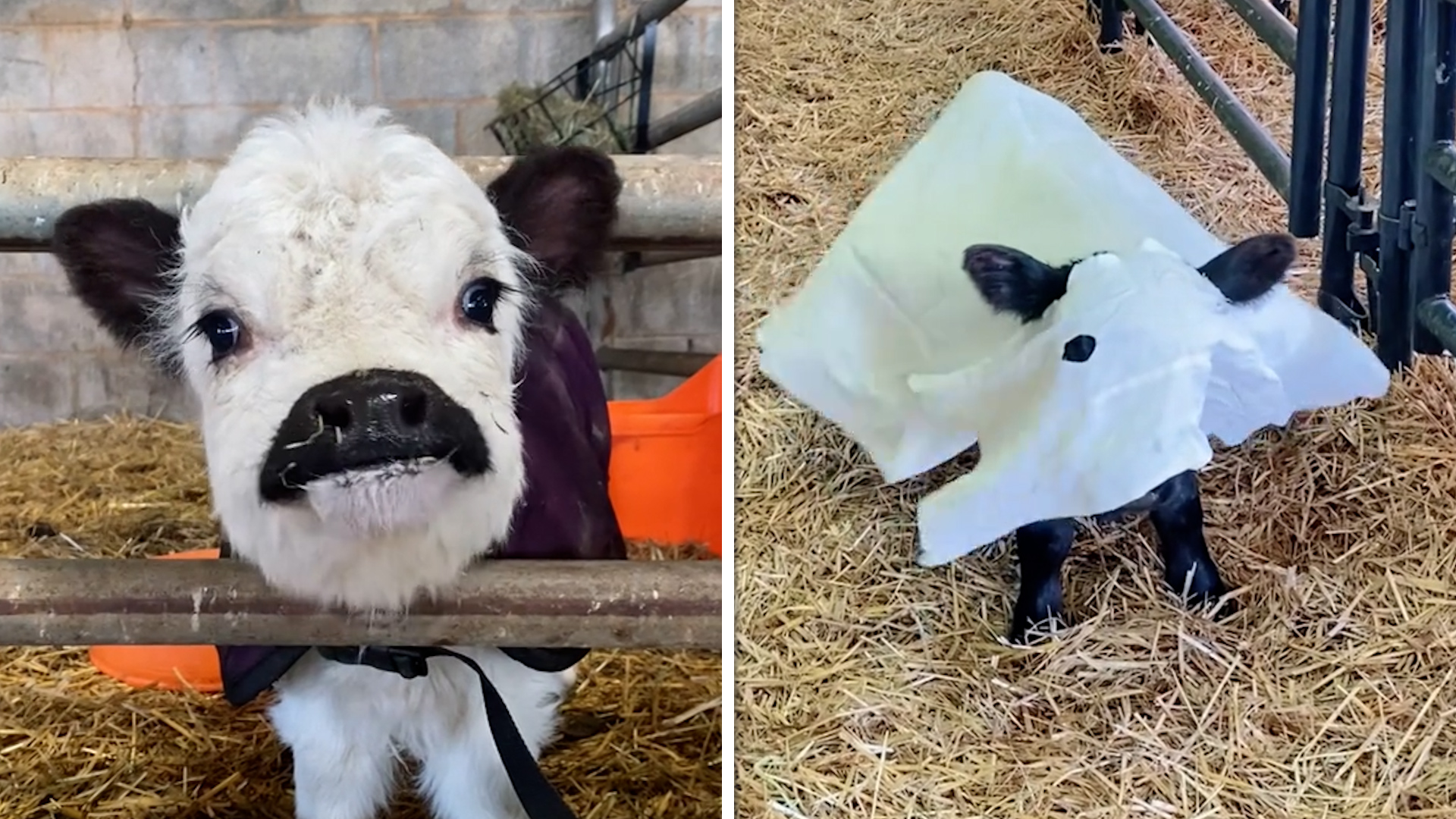 Preslatke su, daju mnogo mleka, ali imaju jednu manu: Mini krave ...