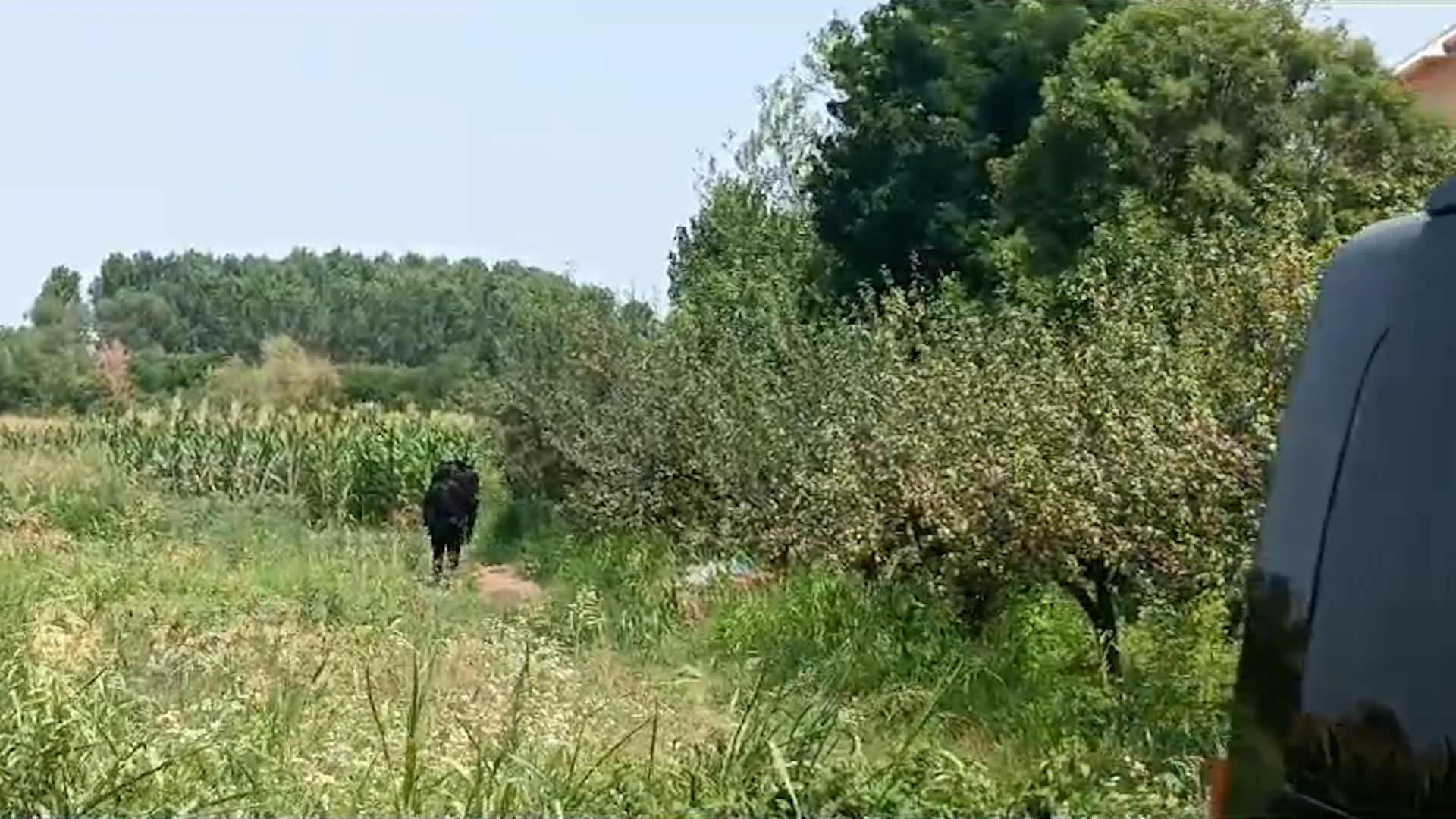 Duge cevi, psi: Policija pod punom ratnom opremom pretražuje teren u ... Duge cevi, psi: Policija pod punom ratnom opremom pretražuje teren u ...