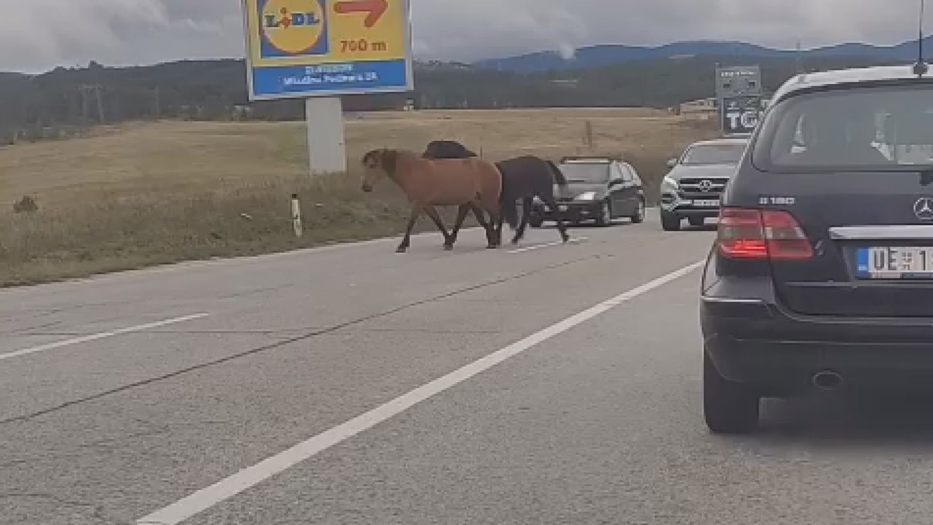 Moglo je biti opasno, da su ishitreno izleteli: Dva konja zaustavila saobraćaj na Zlatiboru ...